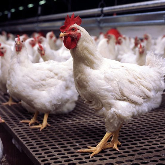 Koudijs MKorma | Egg poultry premixes
